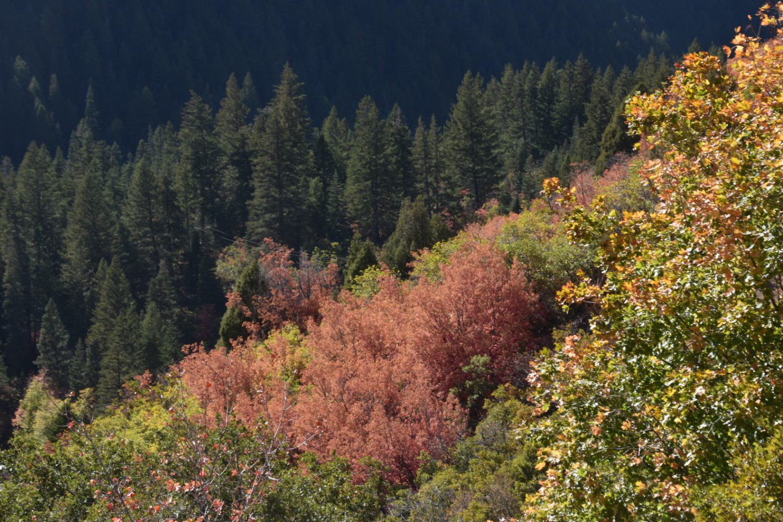 15 Best Fall Drives in Utah (See The Fall Colors in Utah!) – Planning Away
