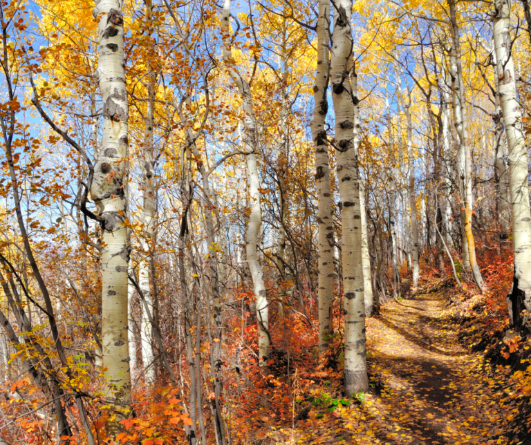15 Best Fall Drives in Utah (See The Fall Colors in Utah!) – Planning Away