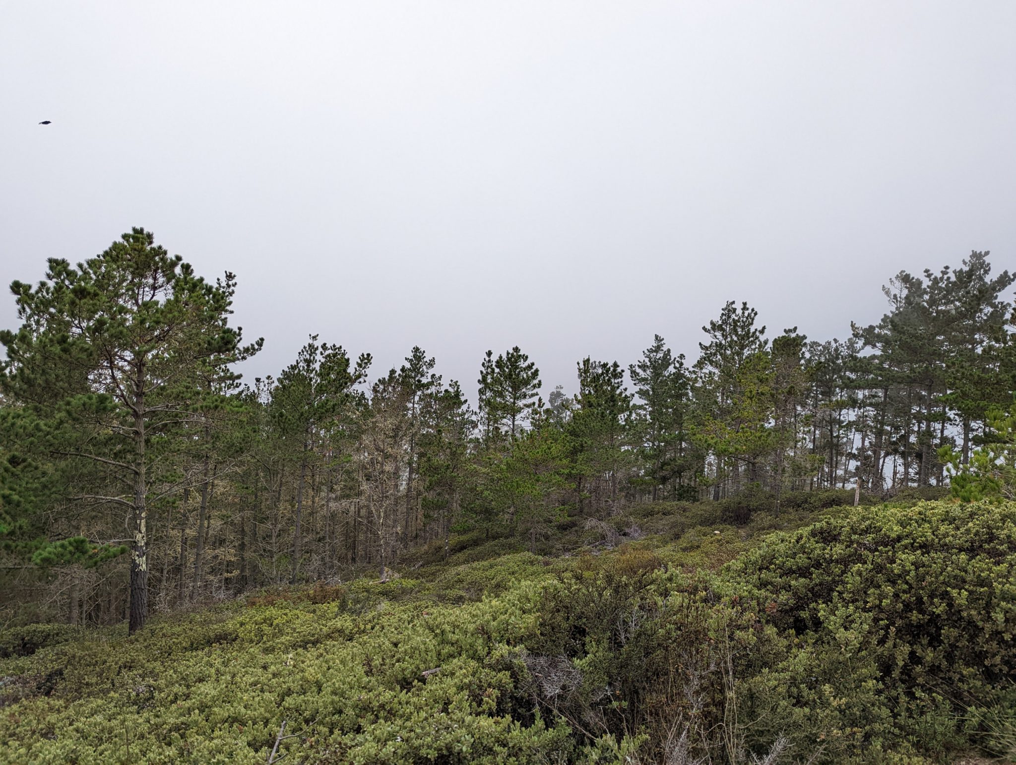 The Best 17-Mile Drive Stops (Monterey to Carmel) – Planning Away