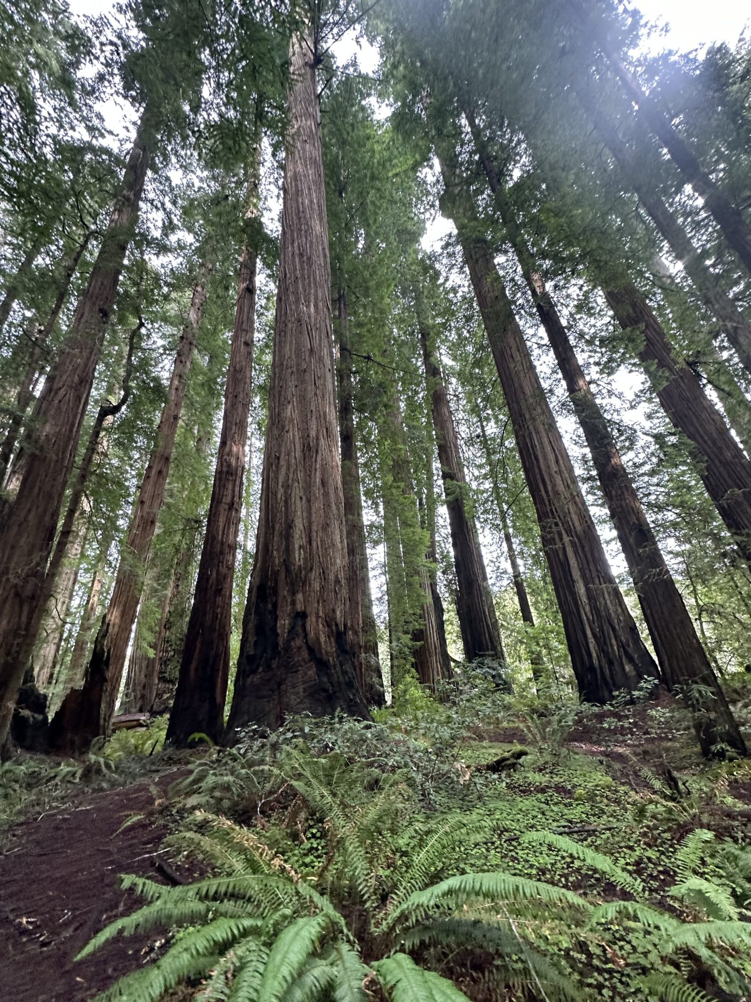 Visiting Redwood National Park With Kids (Let's Plan the Best Redwood ...