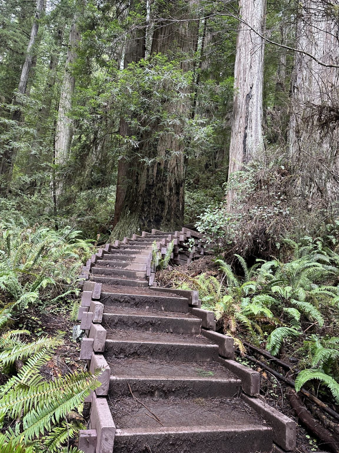 Visiting Redwood National Park With Kids (Let's Plan the Best Redwood ...
